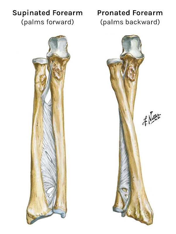 The Anatomical Position Tom Morrison